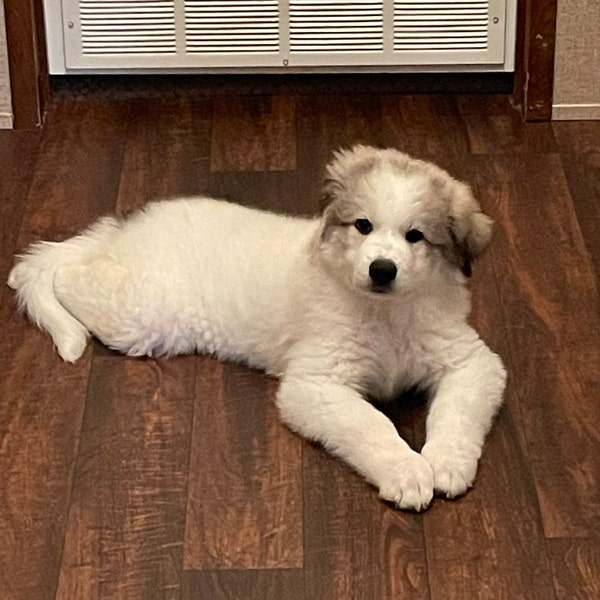 Pet Care Binder Printable Dog Organizer Pet Health Record Puppy ...