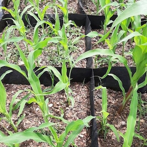 Three Sisters Seed Collection Native American Farming Corn, Bean ...