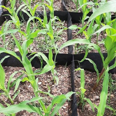 Three Sisters Seed Collection Native American Farming Corn, Bean ...