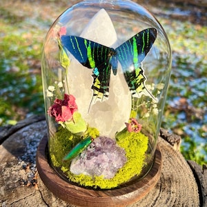 The Green-banded Urania Moth, Urania Leilus, Wings Folded OR Mounted ...