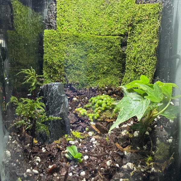 Complete Closed Terrarium Kit With Live Plants and Live Moss, Bioactive ...