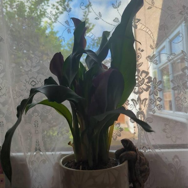 Peter Rabbit Pot Buddy - Beatrix Potter Peter Rabbit Pot Hanger - Gift ...