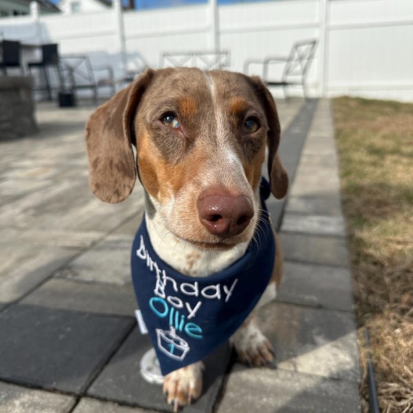 Dog Rescue Patch | 3 Inch Round Patch | Embroidered Rescue Dog Patch ...