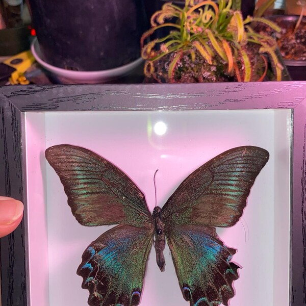 Giant Roly Poly Pill Bug, Sphaeropoeus Lugubris, Mounted in a Bell Jar ...