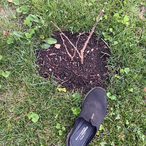 Chinese Elm Quart Container - Etsy