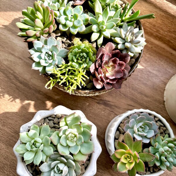 Assorted Live Rooted Succulent Plugs | Great for Baby Showers, Wedding ...