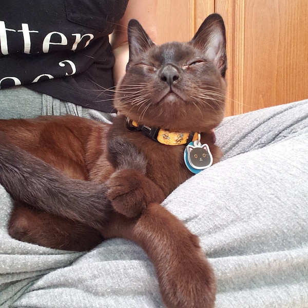 Cute Xiao Long Bao Dog Toy With Squeaker Cute Kawaii Chinese Dumpling ...