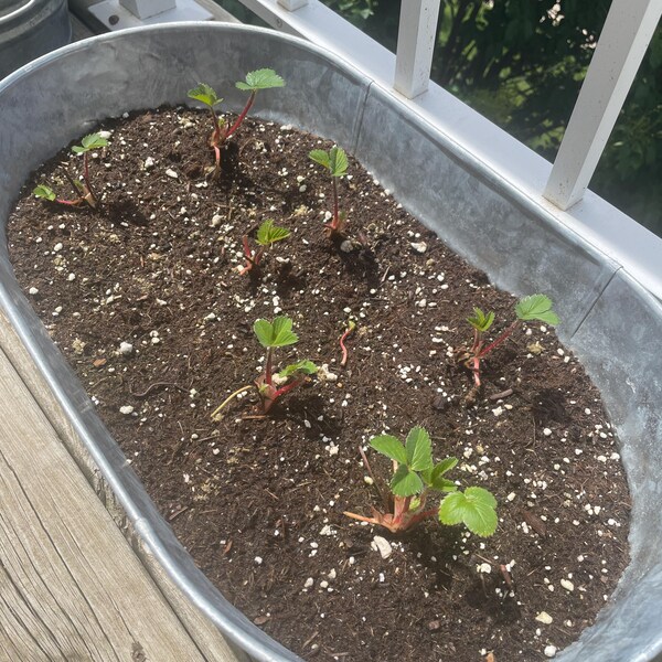 12-100 Evie-2 Everbearing Strawberry Plants-flavorful, High-yielding ...