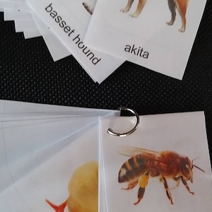 STAGES of HUMAN LIFE 22 Montessori Cards Flash Cards - Etsy