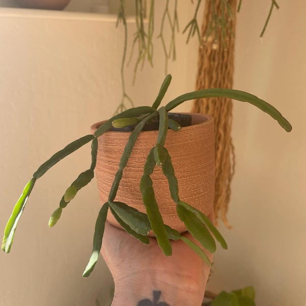 Dracaena Marginata Bicolor Cane Dracaena Bicolor Cane Dracaena ...