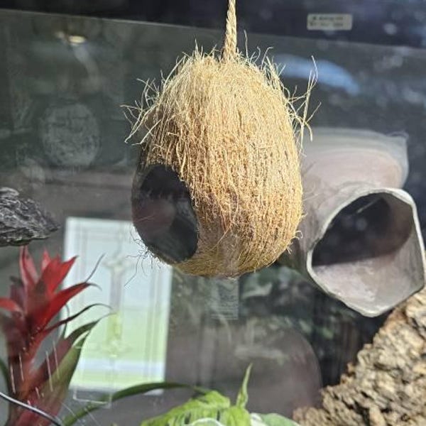 Coconut Hide -comes in 2 Sizes (great for Crested Geckos, Leopard ...