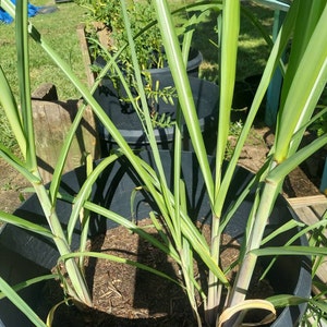 5 Fresh Cutting Vines No Root Puerto Rico Sweet Potatoes Strong to Grow ...