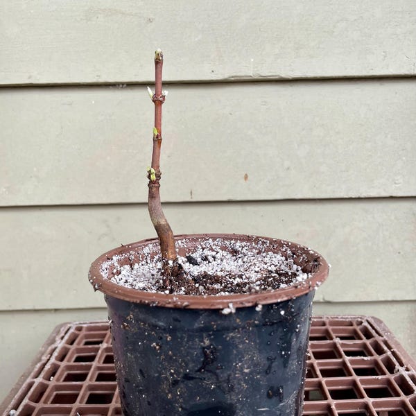 Cascade Harvest Red Raspberry- Very Large Firm Berries, Very Good ...