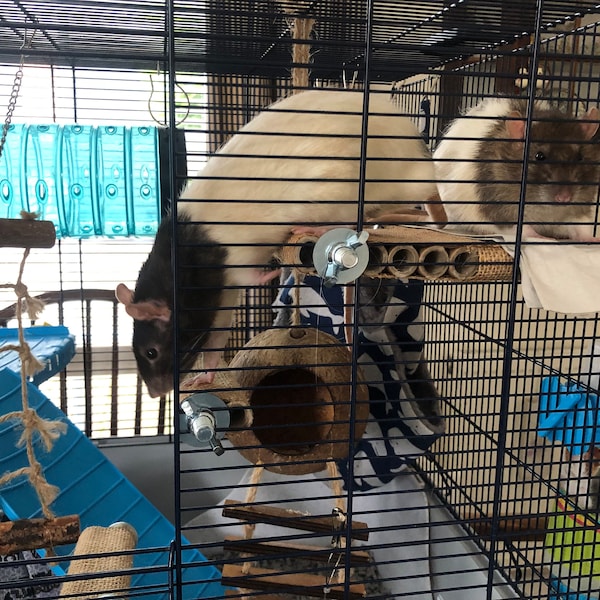 Degu Corner Shelf - Pet Toy, Degu, Rat, Gerbil, Hamster Cage Accessory ...