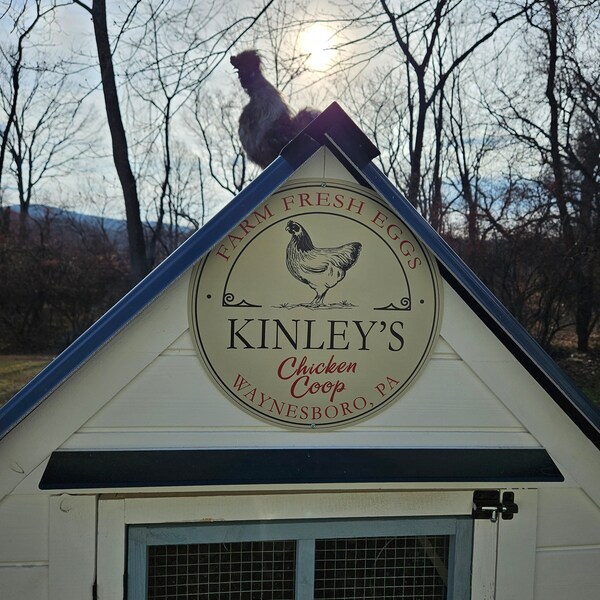Farm Fresh Eggs Sign, Custom Chicken Sign, Custom Farm Sign, Chicken ...