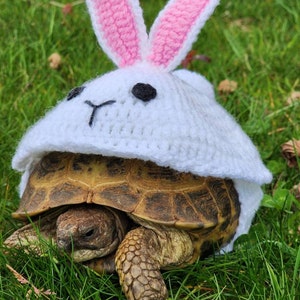 Birthday Tortoise Costume Party Hat for Turtle Turtle - Etsy