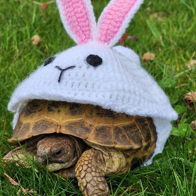 Birthday Tortoise Costume Party Hat for Turtle Turtle - Etsy