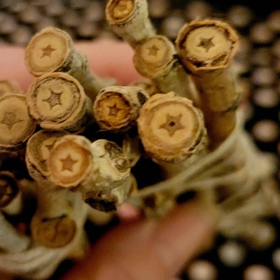 Custom Wood Burned Cottonwood Wand With Star Naturally Occurring One-of ...
