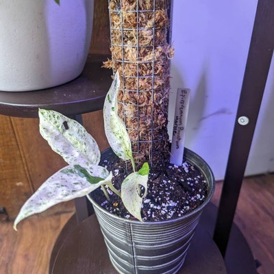 Cebu Blue Ghost Variegated Epipremnum Pinnatum Rooted Starter Plant - Etsy