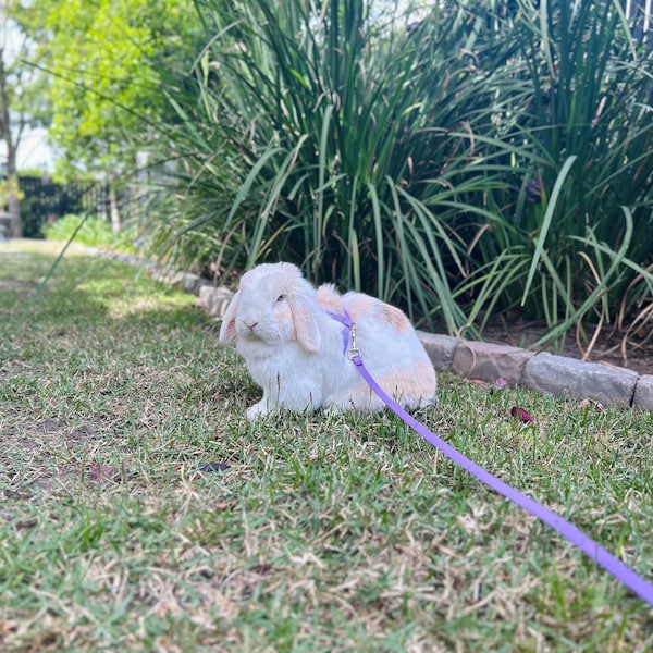 Rabbit Harness and Extra-long Leash - Etsy