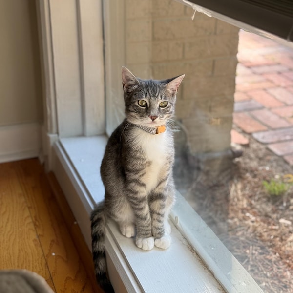 Luxury Plaid Cat Collar Bowtie Bell for Birthday Gift, Personalized Cat ...