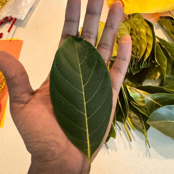 Fresh Green Jamun Leaves -organic Leaves Picked 10 Min Before Shipment ...
