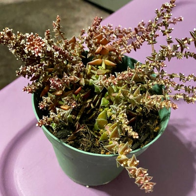 RARE Crassula Tabularis Pagoda Village Succulent Plant 2 Pot - Etsy