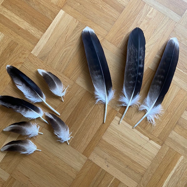 Naturally Molted Large Feathers. - Etsy Canada