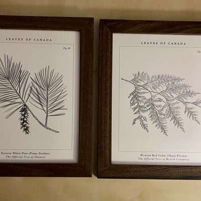 British Columbia, Western Red Cedar Botanical Wall Art the Official ...