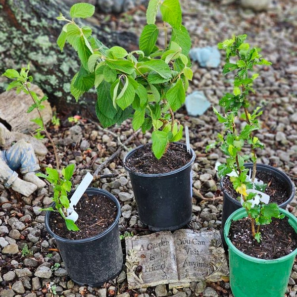Viburnum Plicatum 'popcorn' Live Plant Perennial Shrub White Snowball ...
