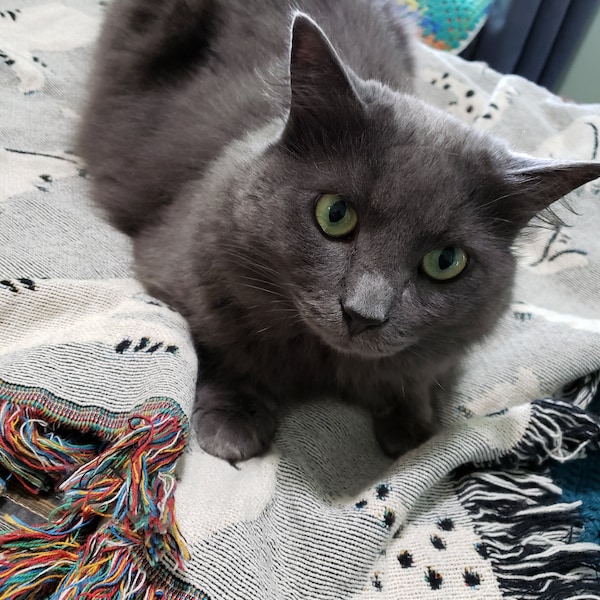 Grey Cats Blanket: Woven Cotton Throw, Kids Bedroom, Cute Kawaii Gift ...