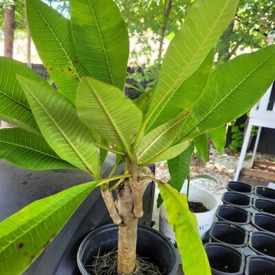 Bel Tree Leaves , Bilva Patra, Bel Patra, Bel Fruit, Golden Apple Fresh ...