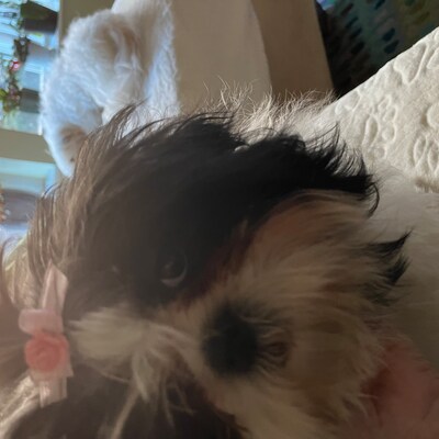 Petite Dog Bows,small Dog Hair Bows,pigtail Bows for Dogs,bows for ...