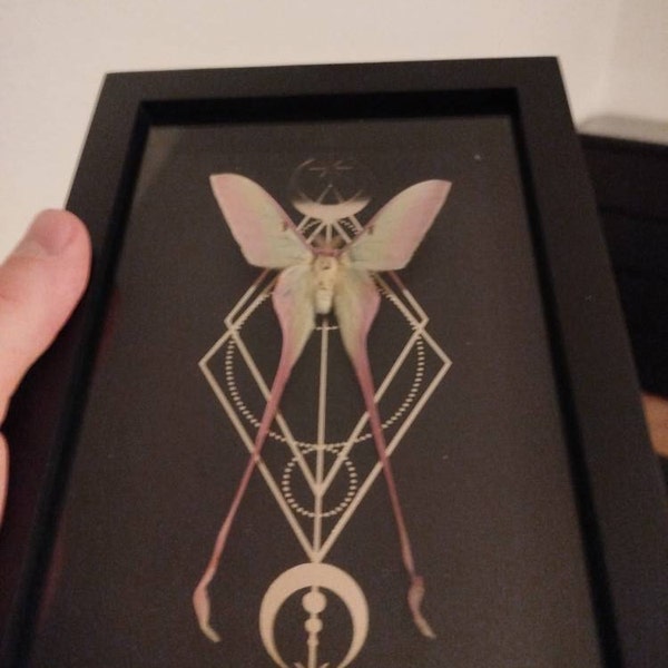 Real Framed Ghost Cicada Ayutha Spectabilis Shadow Box Frame Insect ...