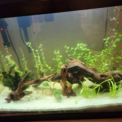 Tank One, Various Live Aquarium/aquatic/background/midground/foreground ...