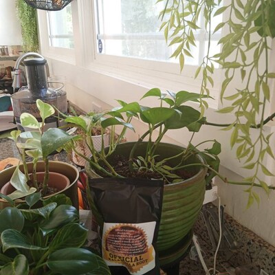 KALAWALLA ROOT - Etsy