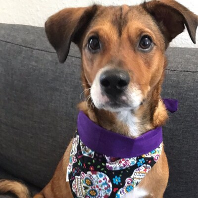 Viva Mexico Dog Bandana // Catrina Dog Bandana // Mexican Dog Bandana ...