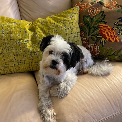 Pillow Cover, Imperial Trellis Mandarin, Lumbar, Geometric, Orange ...