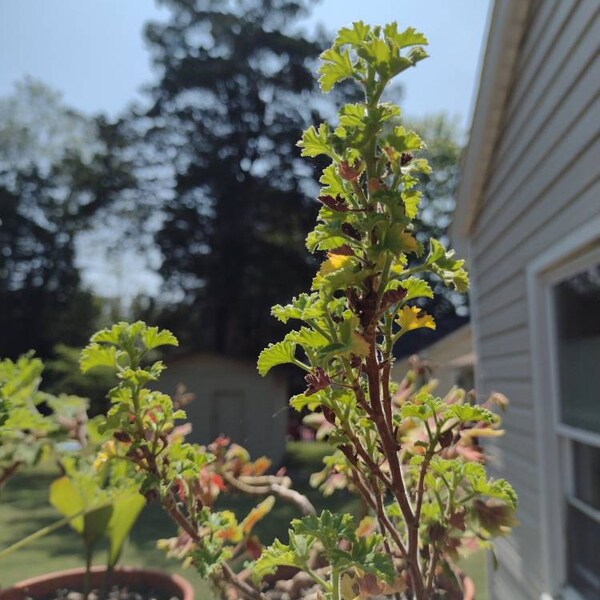 Aztec Sweet Herb Lippia Dulcis Plant - Etsy