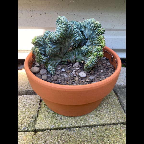 Rare Crested Blue Candle Cactus, Myrtillocactus Geometrizans, Live ...
