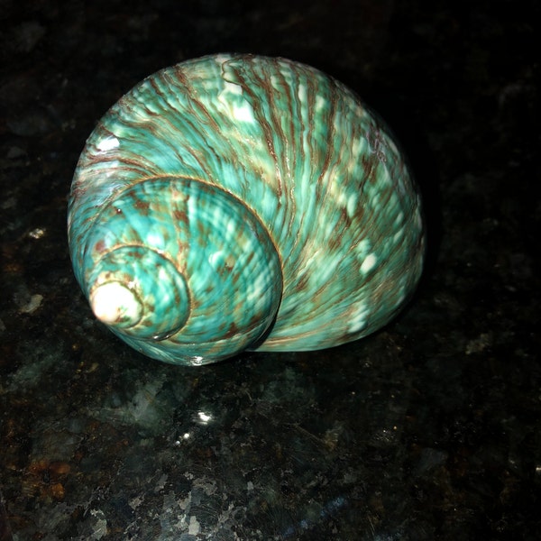 3"-3.5" Turbo Shell Polished Jade Green Seashell Mouth Opening Sizes ...