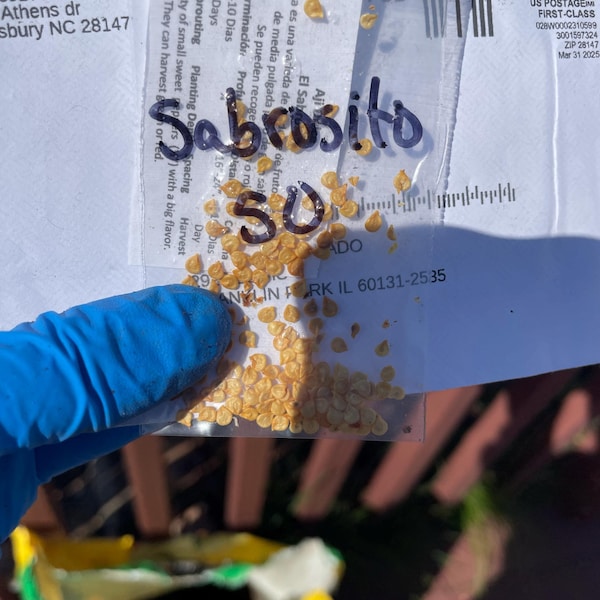 SEEDS Aji Dulce Puerto Rico Sweet Pepper | 75 Heirloom Seeds | Capsicum ...