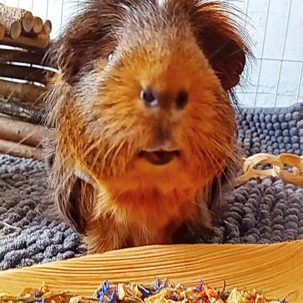 Sweet Dried Oranges for Bunnies Dried Fruit Natural Hay Topper Treats ...