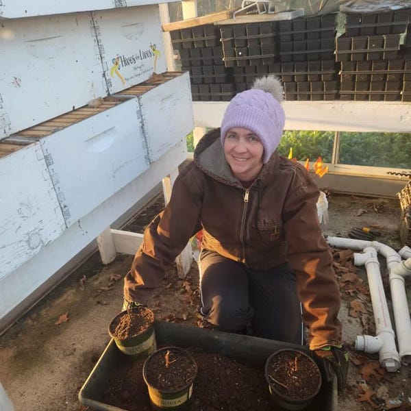 3 Raspberry Plants "royalty Purple"-large, High-quality Fruit (3 Large ...