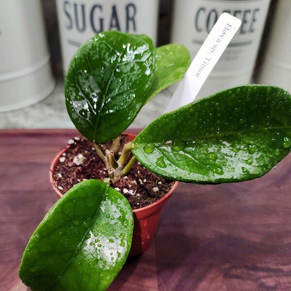 Hoya Sp. Timor, Rare & Beautiful Hoya, Rooted Plant Shipped in 2.5" Pot ...