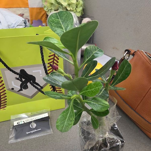 1 Grafted Double"black Purple" Adenium Obessum/desert Rose Plant. 4-6 ...