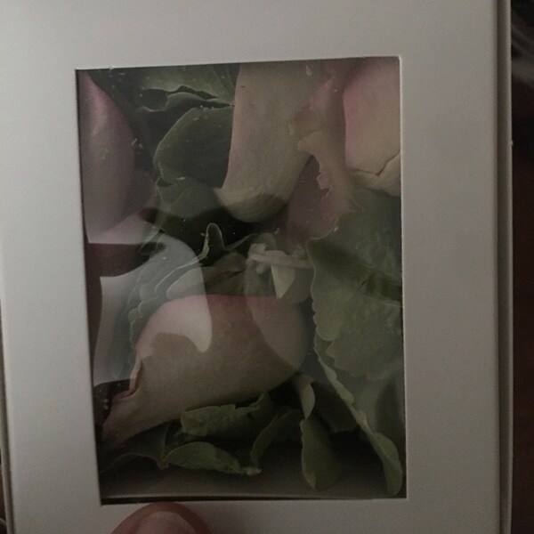 1 Litre of Memorial Funeral Petals | Biodegradable Freeze Dried Real ...