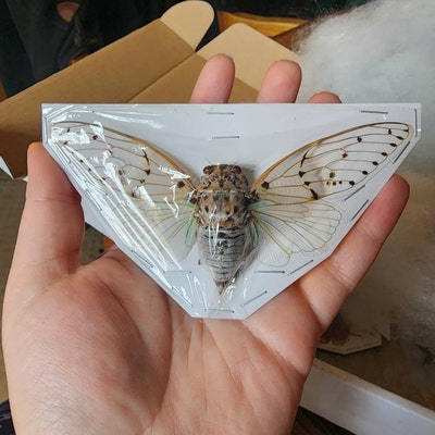 Common Bluebottle Butterfly, Graphium Sarpedon, Wings FOLDED or Mounted ...