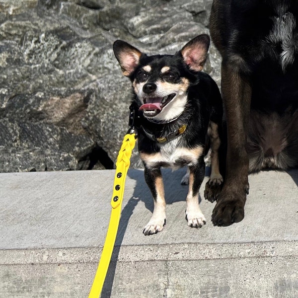 Trailblazer Customizable Braided Biothane® Dog Leash, Dog Lead ...