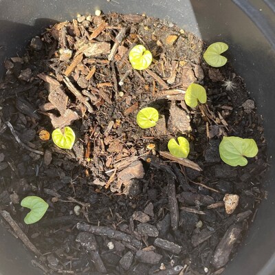 Baobab Tree 5 Seeds rare Seed for Tropical Growers adansonia Digitata ...